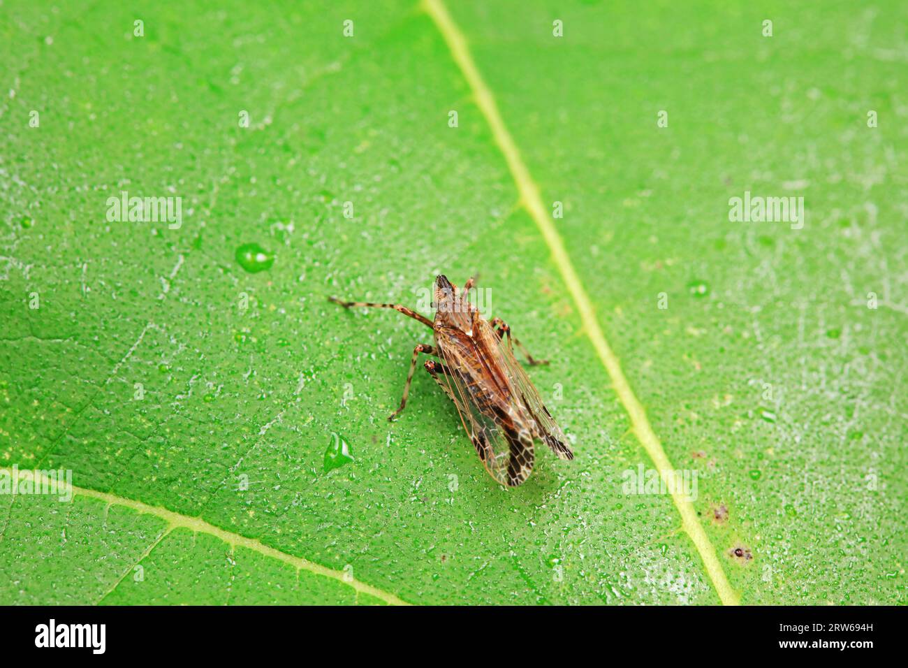 Hemiptera wax Cicadellidae insects on wild plants, North China Stock ...