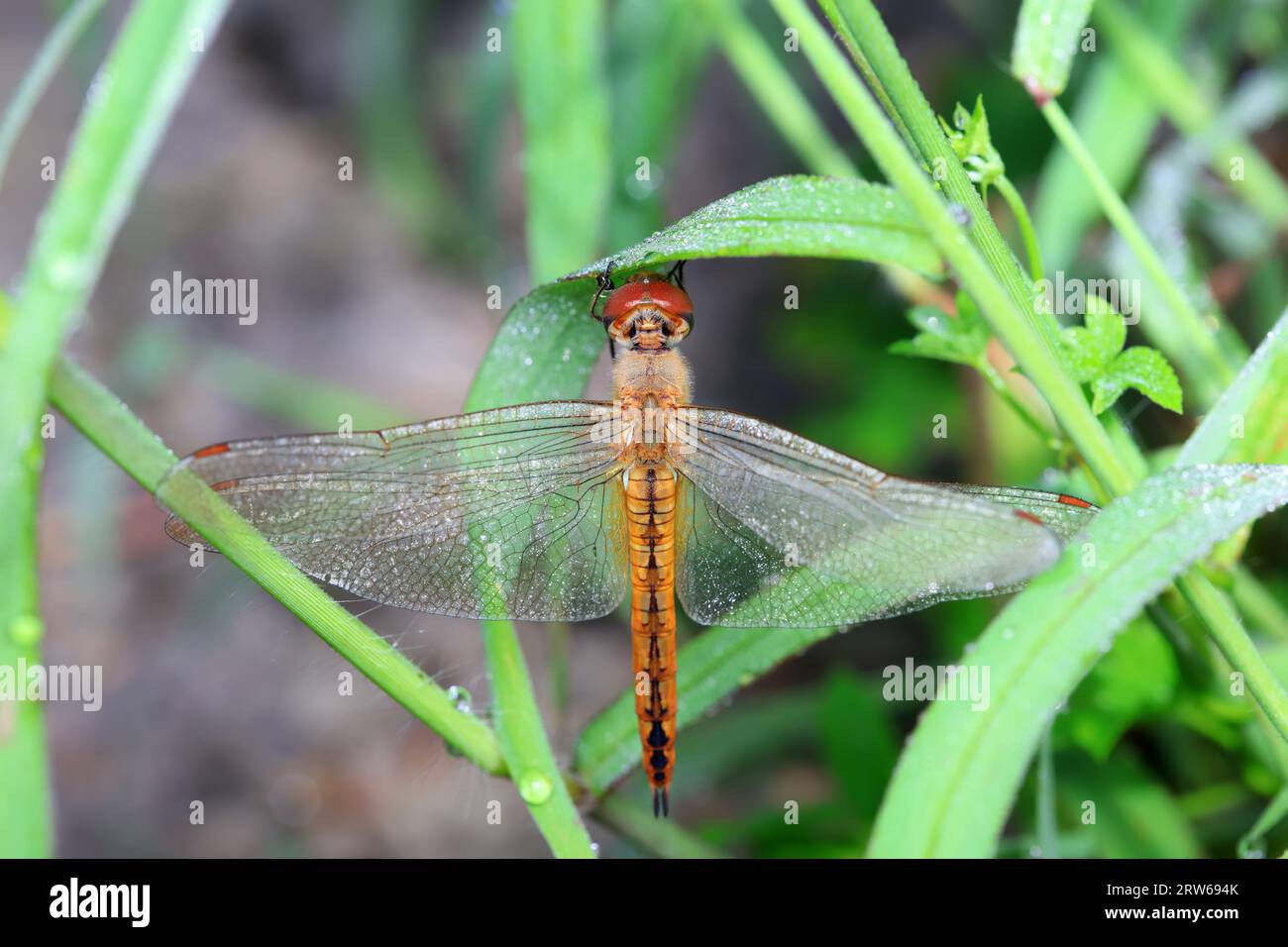 Dragonflies on wild plants, North China Stock Photo - Alamy