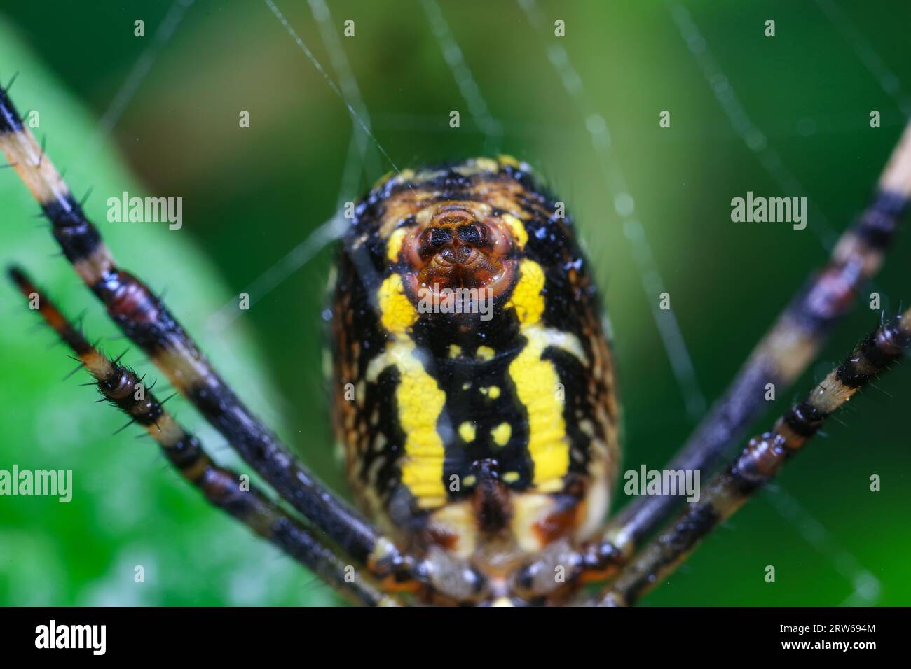 Spiders in the wild, North China Stock Photo - Alamy