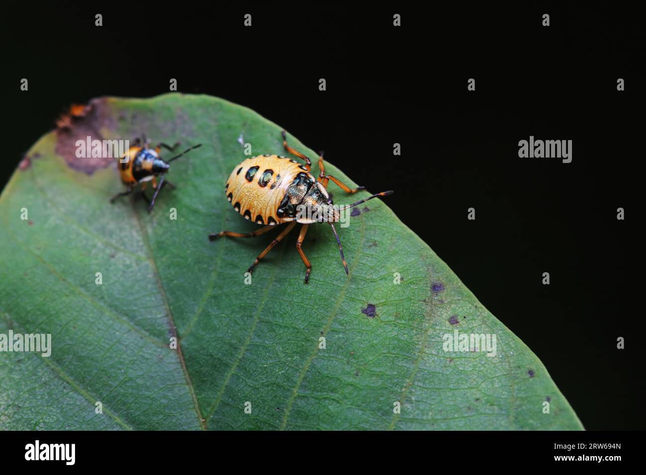Hemiptera bugs in the wild, North China Stock Photo - Alamy