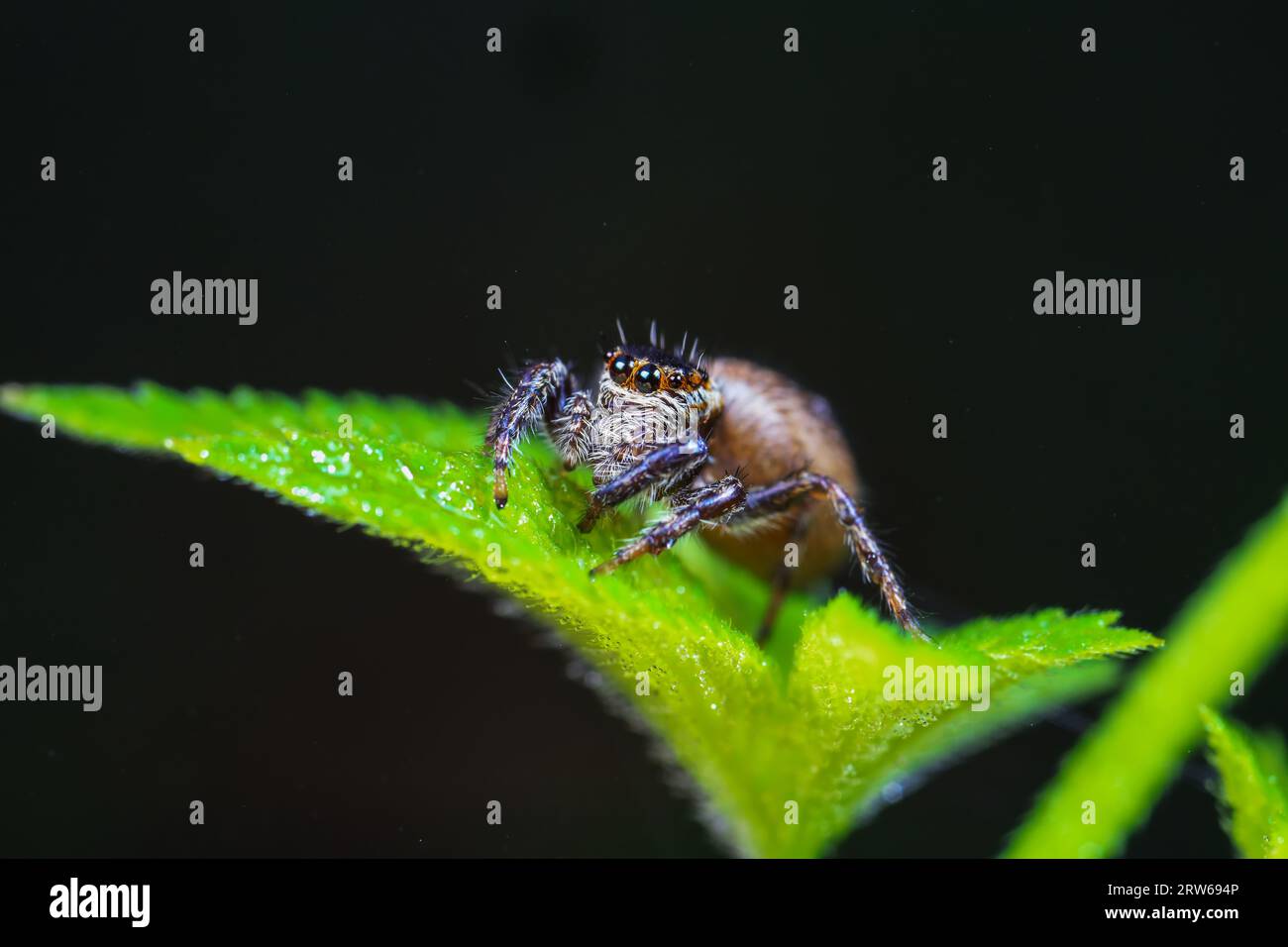 Spiders in the wild, North China Stock Photo - Alamy