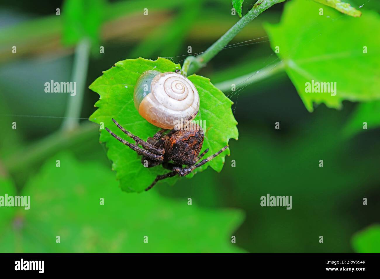 Spiders in the wild, North China Stock Photo - Alamy
