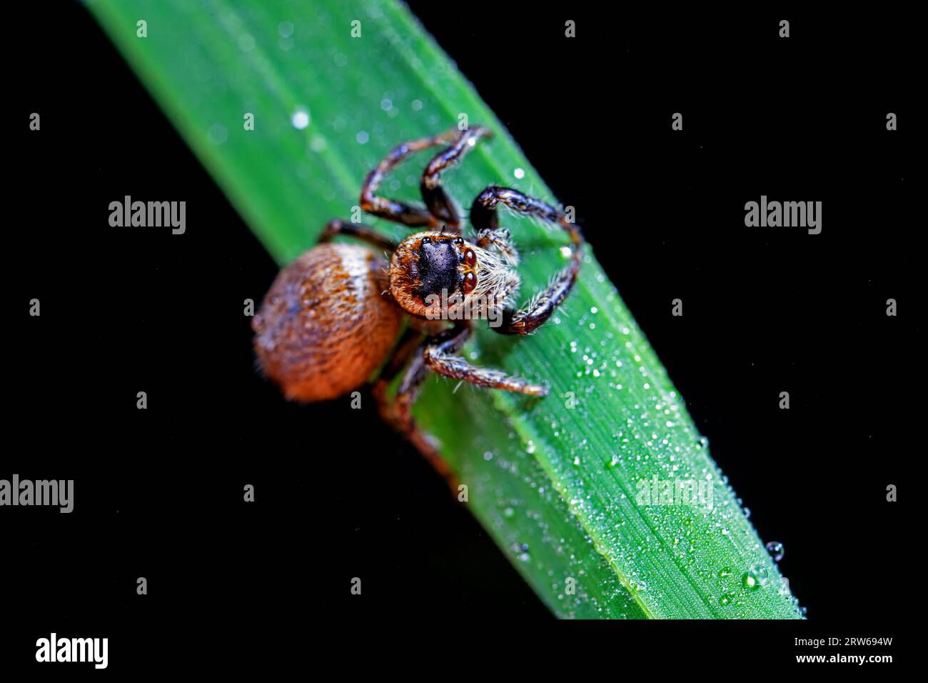 Spiders in the wild, North China Stock Photo - Alamy