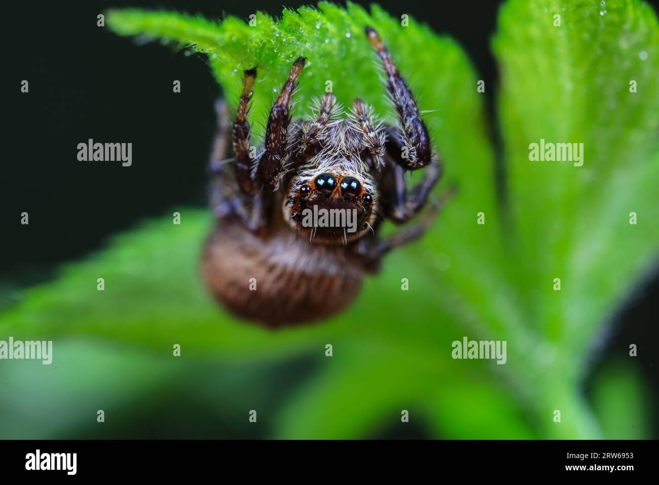Tiger spiders hi-res stock photography and images - Alamy
