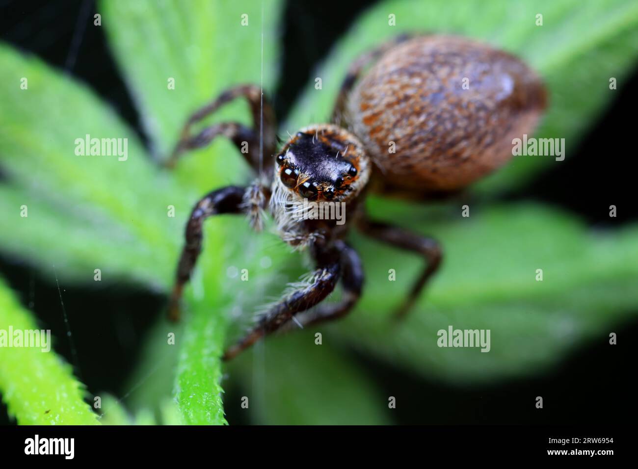 Tiger spiders hi-res stock photography and images - Alamy