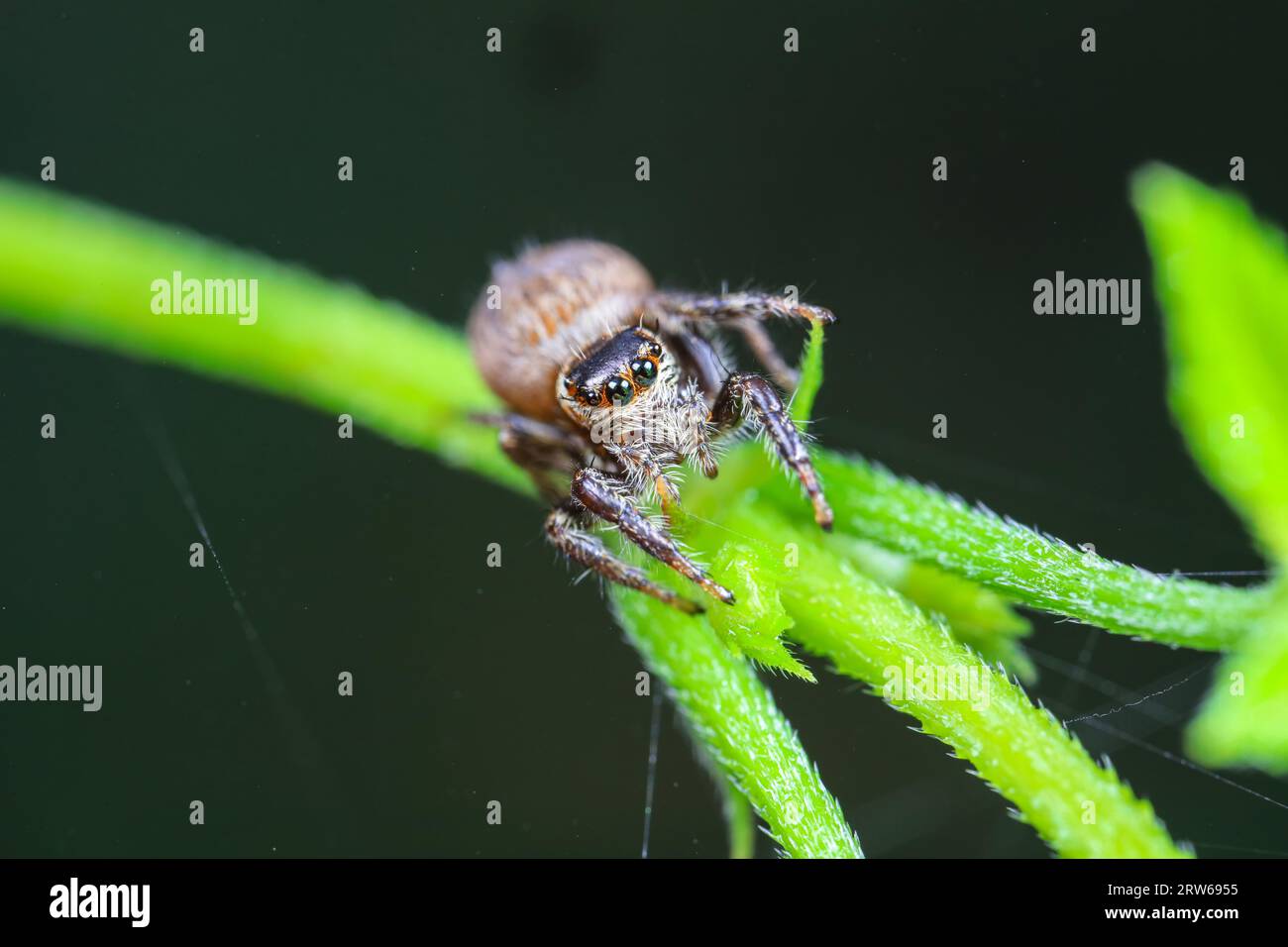Spiders in the wild, North China Stock Photo - Alamy