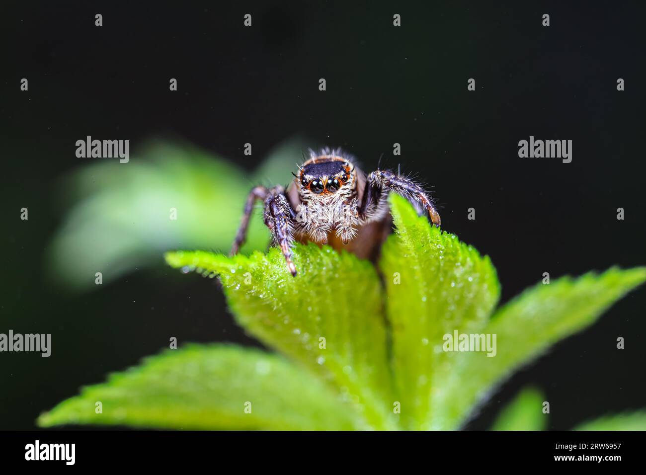 Spiders in the wild, North China Stock Photo - Alamy