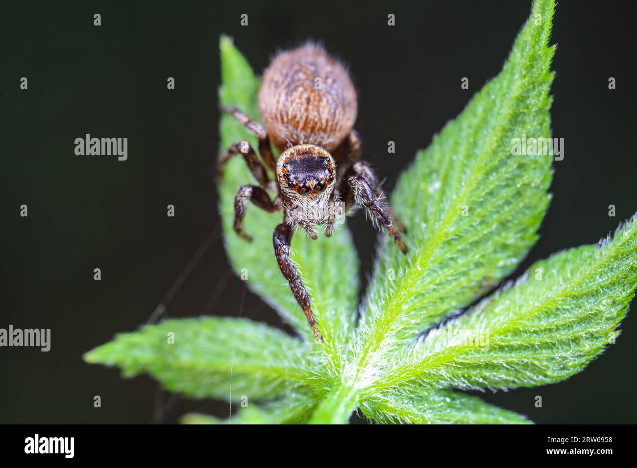 Spiders in the wild, North China Stock Photo - Alamy