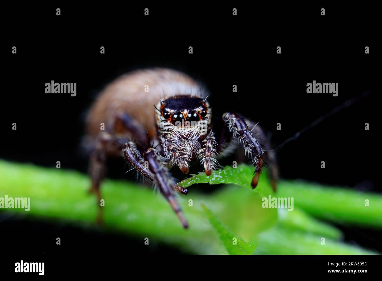 Spiders in the wild, North China Stock Photo - Alamy