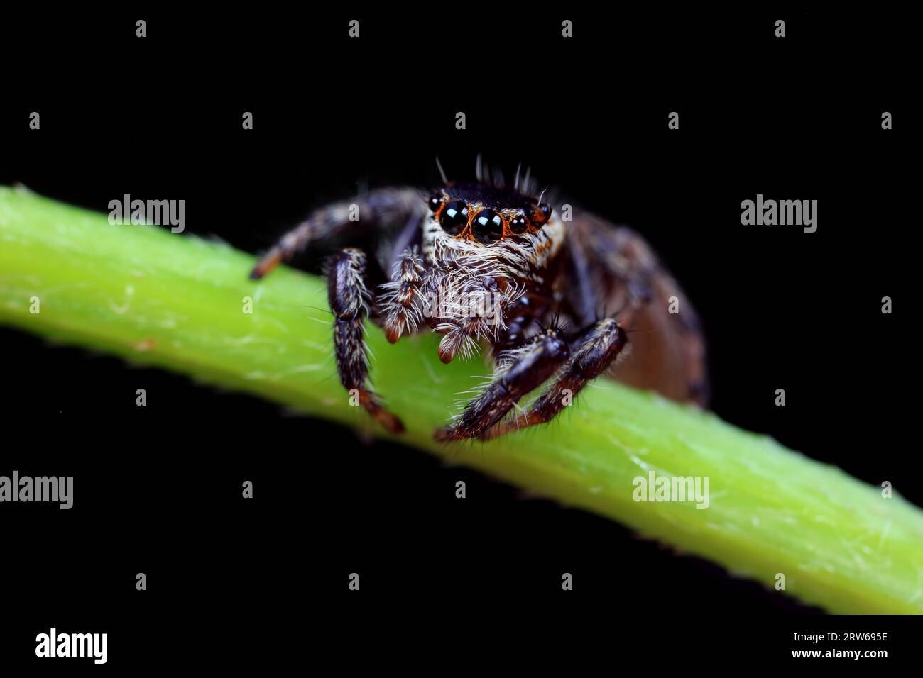 Spiders in the wild, North China Stock Photo - Alamy