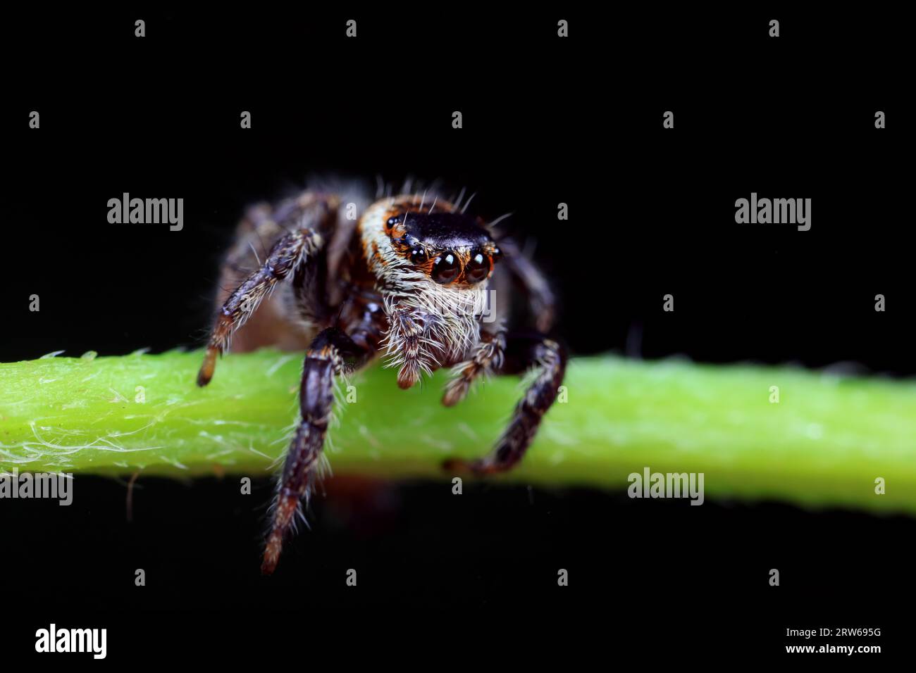 Spiders in the wild, North China Stock Photo - Alamy