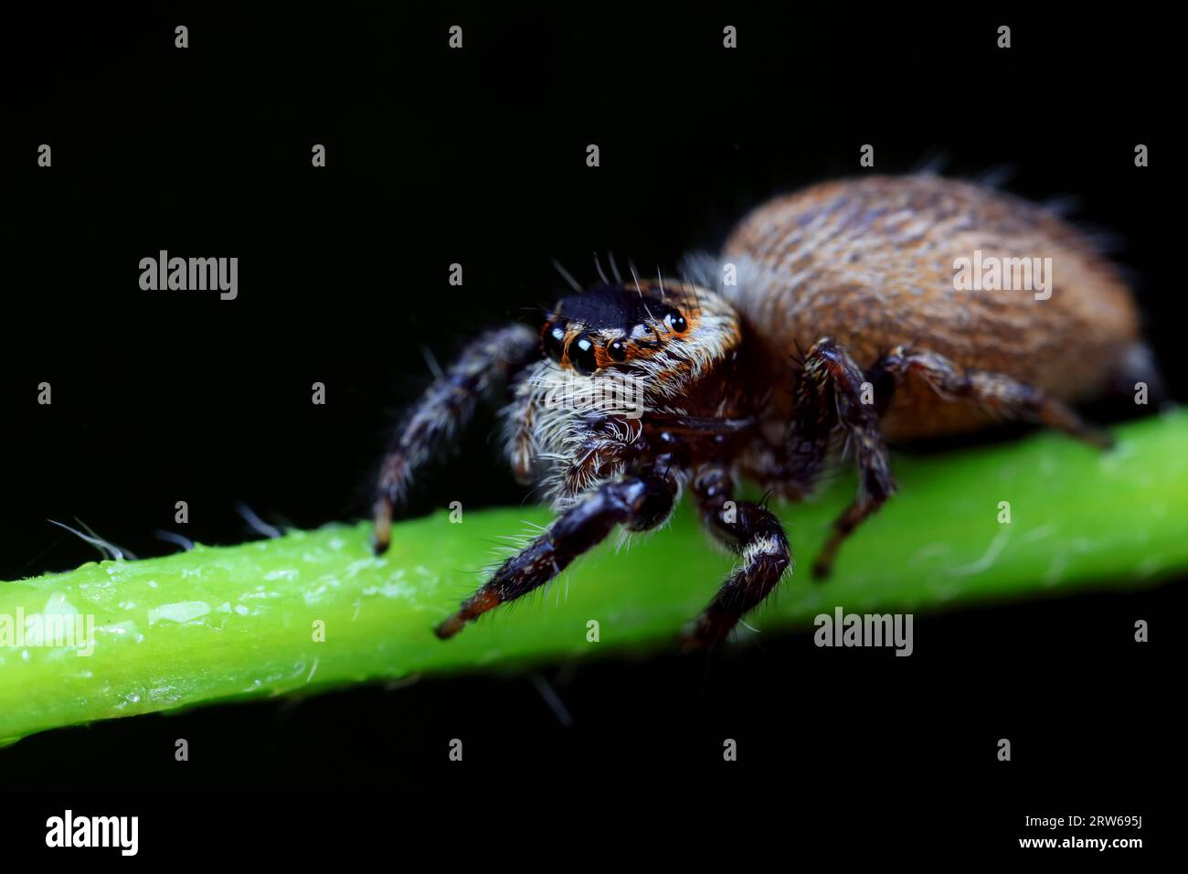 Spiders in the wild, North China Stock Photo - Alamy