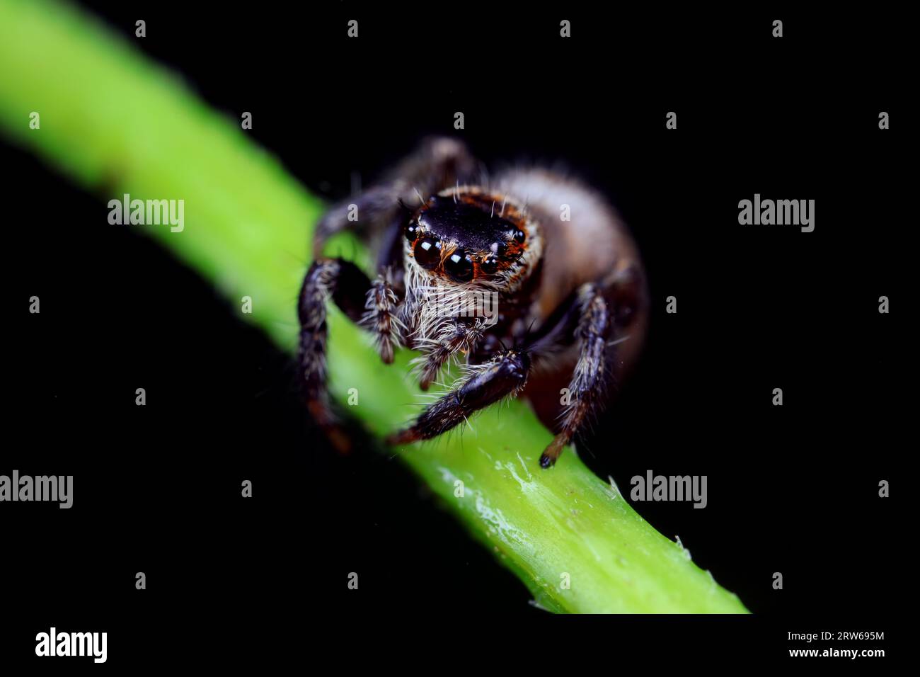 Tiger spiders hi-res stock photography and images - Alamy
