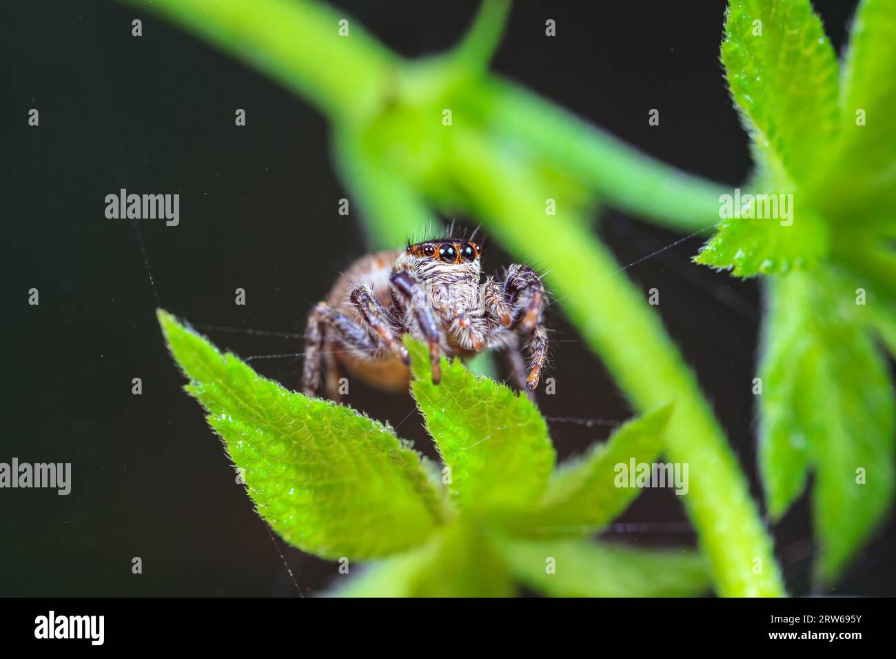 Spiders in the wild, North China Stock Photo - Alamy