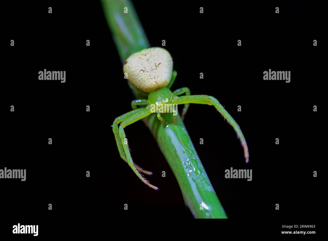Spiders in the wild, North China Stock Photo - Alamy