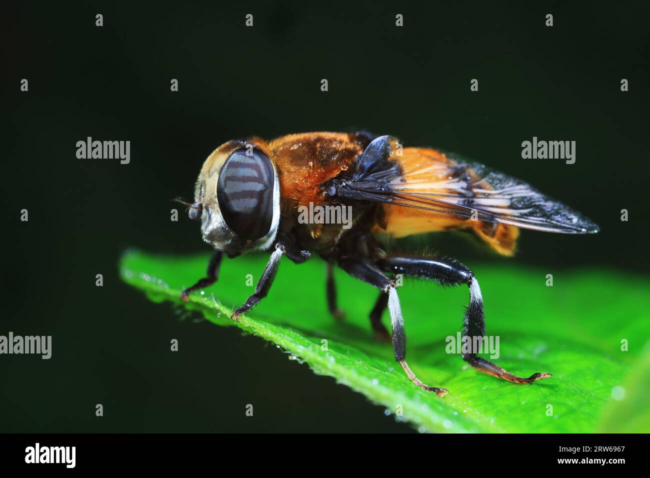 Aphid eating flies in the wild, North China Stock Photo - Alamy