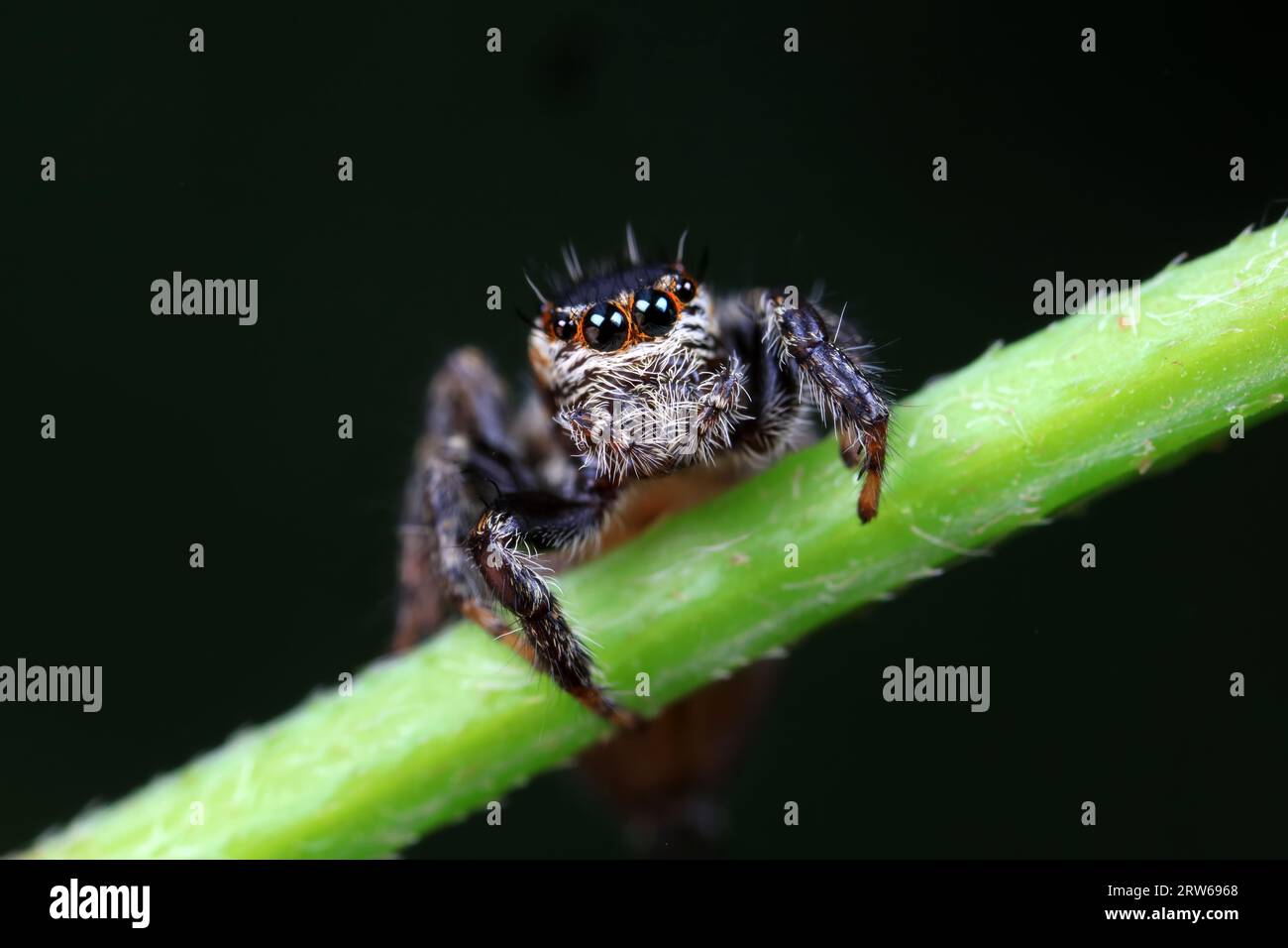Spiders in the wild, North China Stock Photo - Alamy