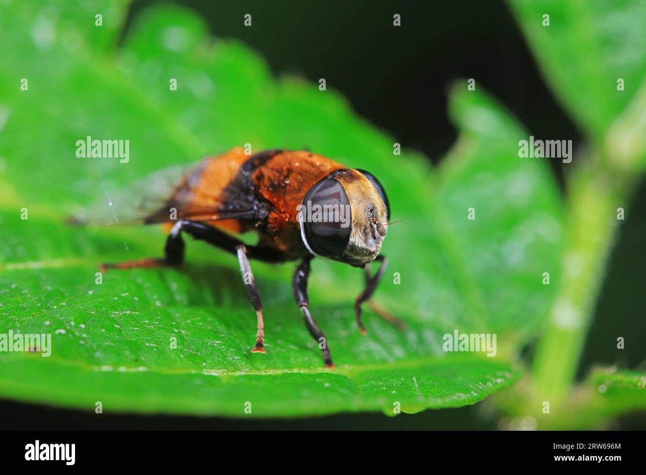 Aphid eating flies in the wild, North China Stock Photo - Alamy