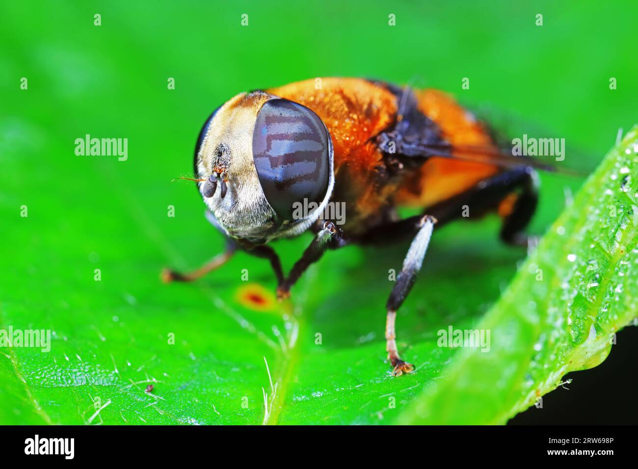 Aphid eating flies in the wild, North China Stock Photo - Alamy