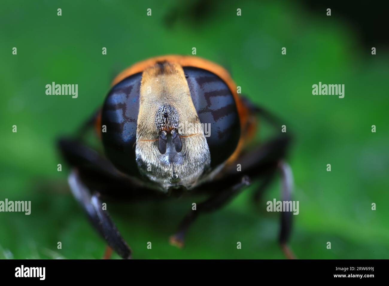 Aphid eating flies in the wild, North China Stock Photo - Alamy