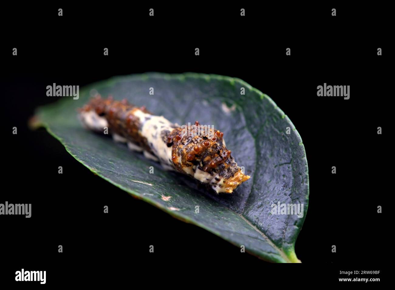 Lepidoptera larvae in the wild, North China Stock Photo - Alamy
