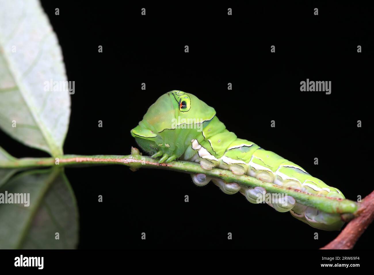 Lepidoptera larvae in the wild, North China Stock Photo - Alamy