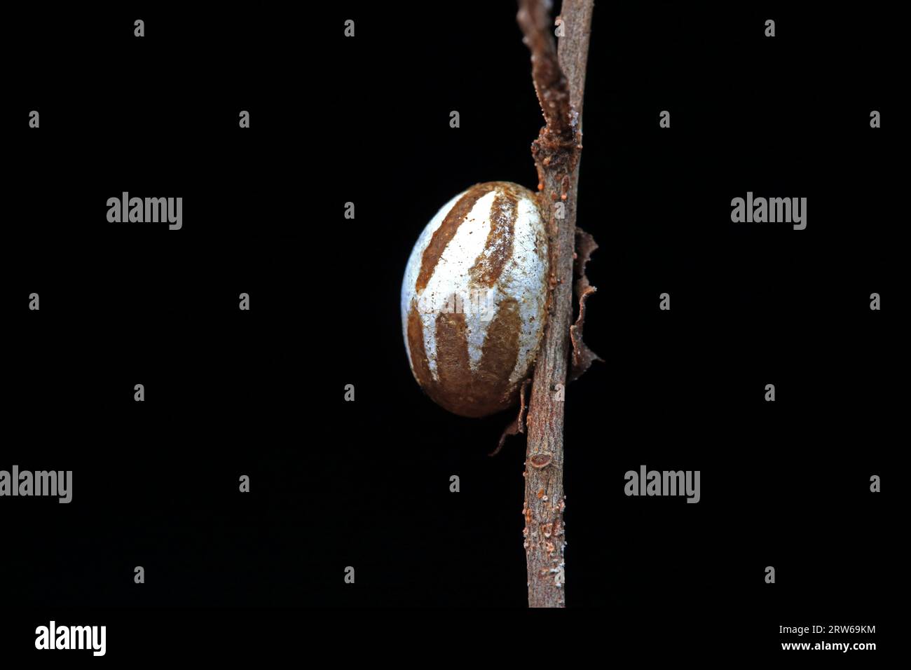 Insect cocoon shells on wild plants, North China Stock Photo - Alamy