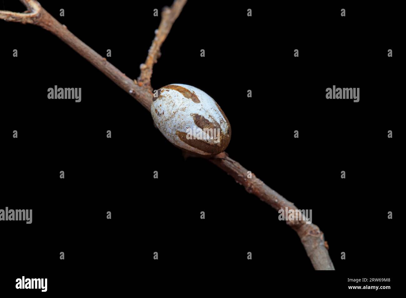 Insect cocoon shells on wild plants, North China Stock Photo - Alamy
