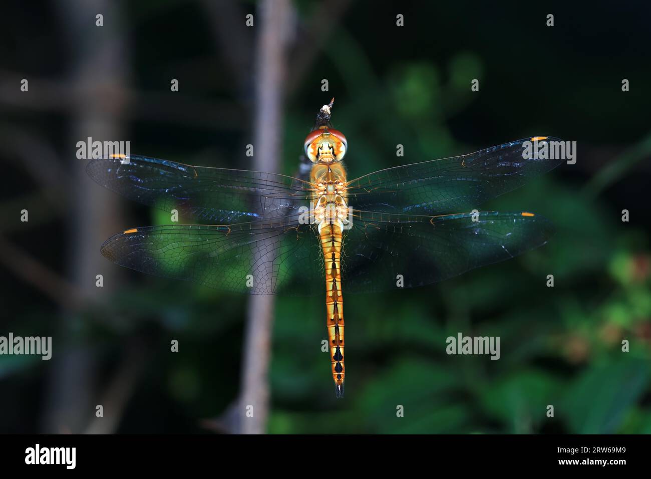 Dragonflies on wild plants, North China Stock Photo - Alamy