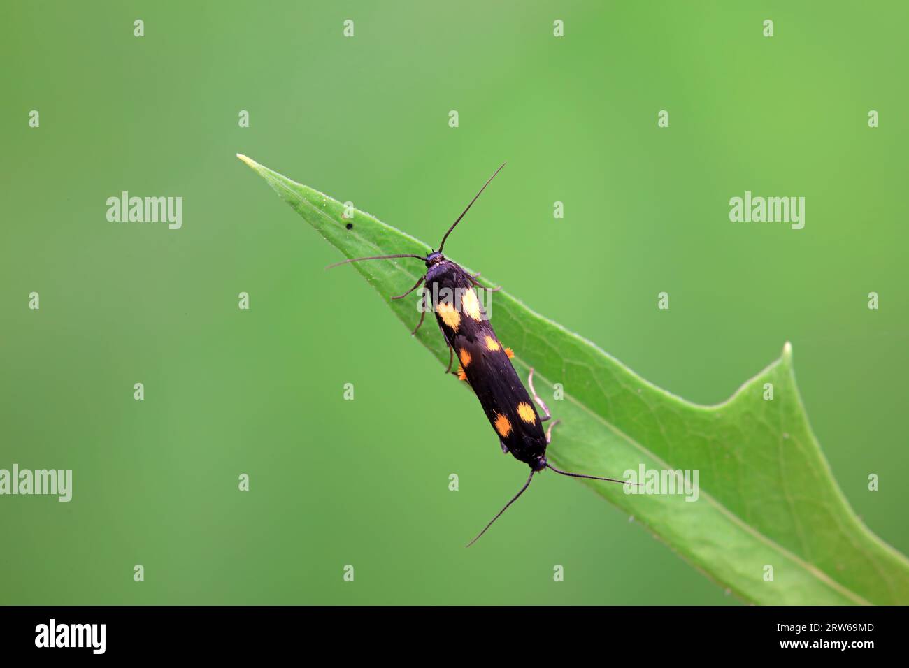 Lepidoptera insects in the wild, North China Stock Photo - Alamy