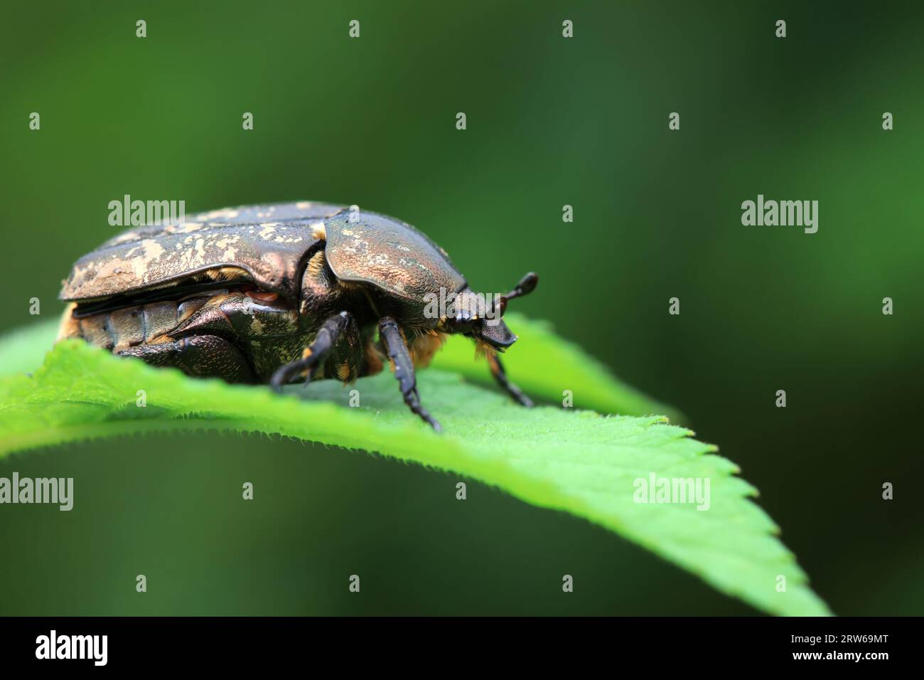 Insects north hi-res stock photography and images - Alamy