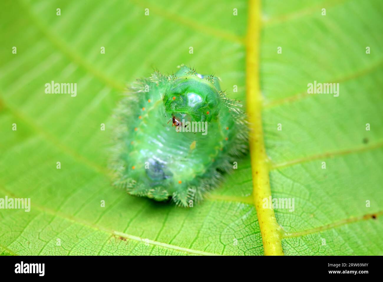 Lepidoptera larvae in the wild, North China Stock Photo - Alamy