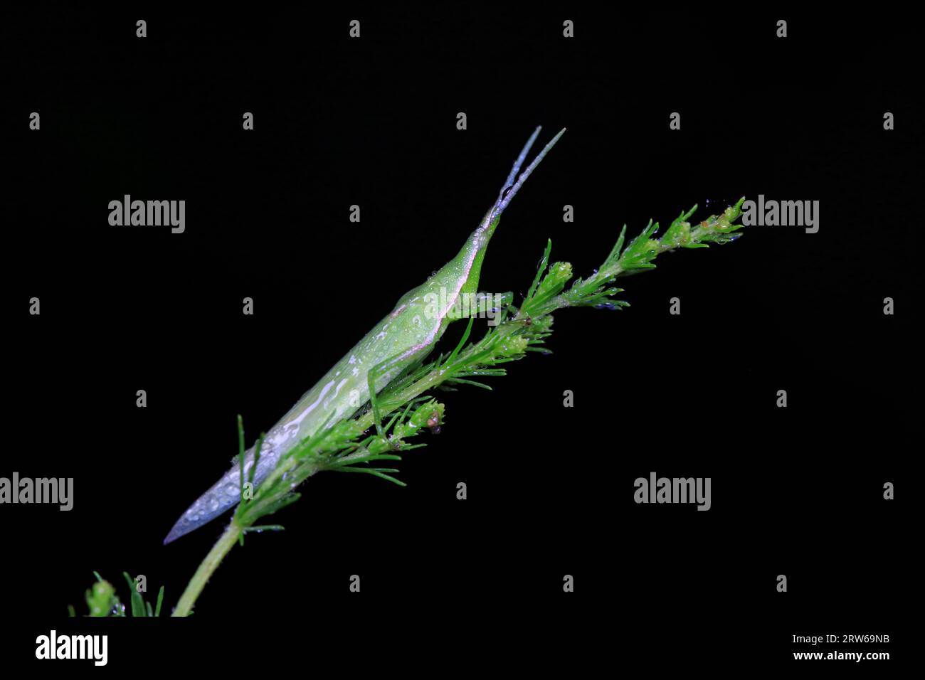 Atractomorpha hi-res stock photography and images - Alamy