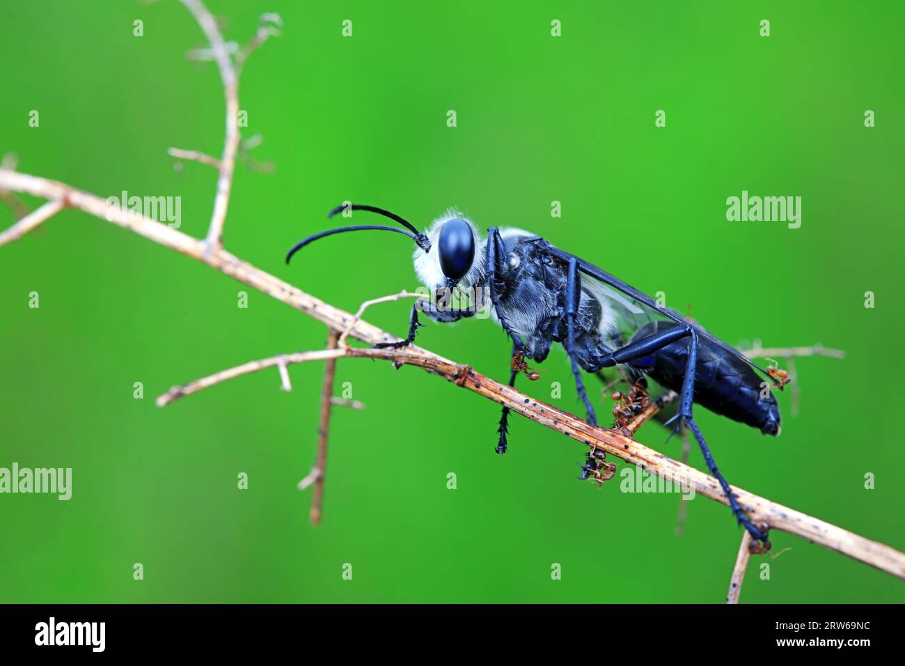 Bee insects in the wild, North China Stock Photo - Alamy
