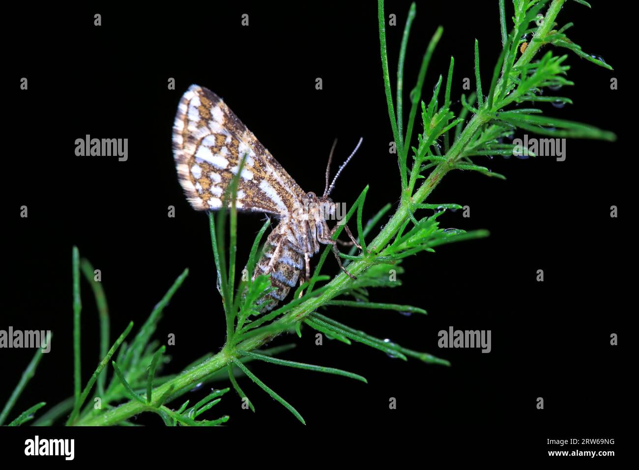 Lepidoptera insects in the wild, North China Stock Photo - Alamy