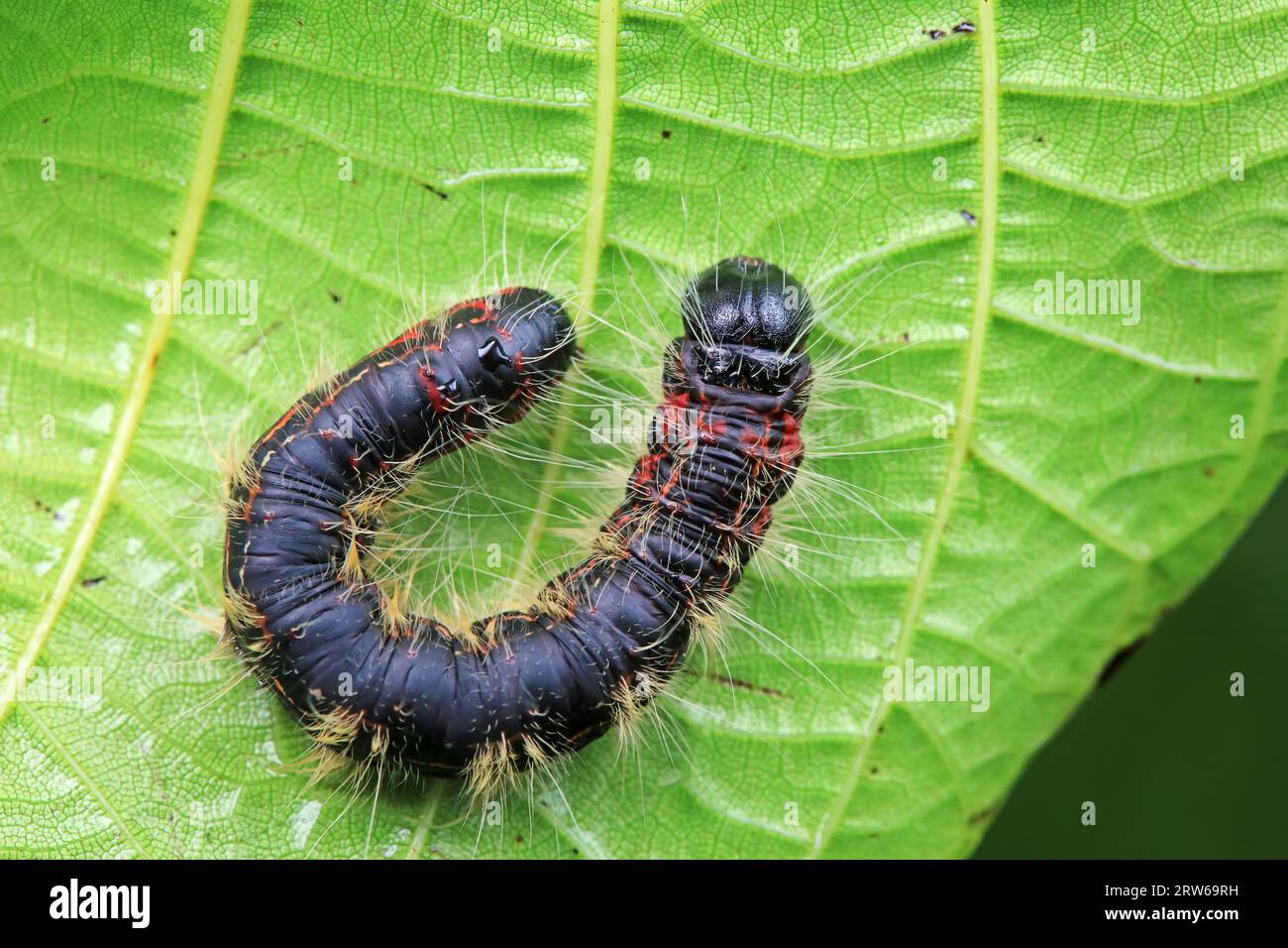 Lepidoptera larvae in the wild, North China Stock Photo - Alamy