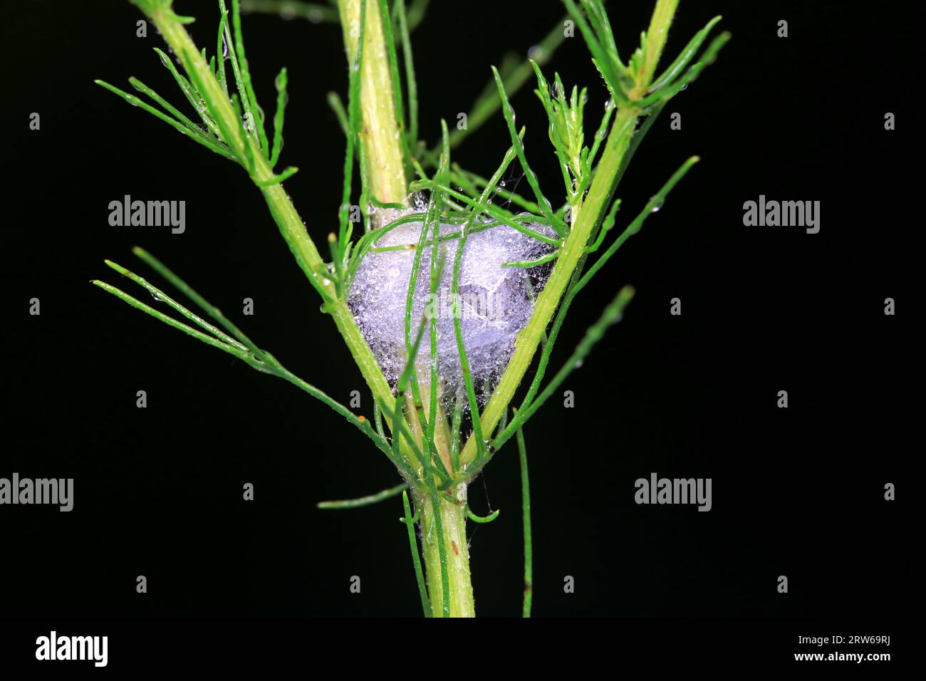 Insect cocoon shells on wild plants, North China Stock Photo - Alamy