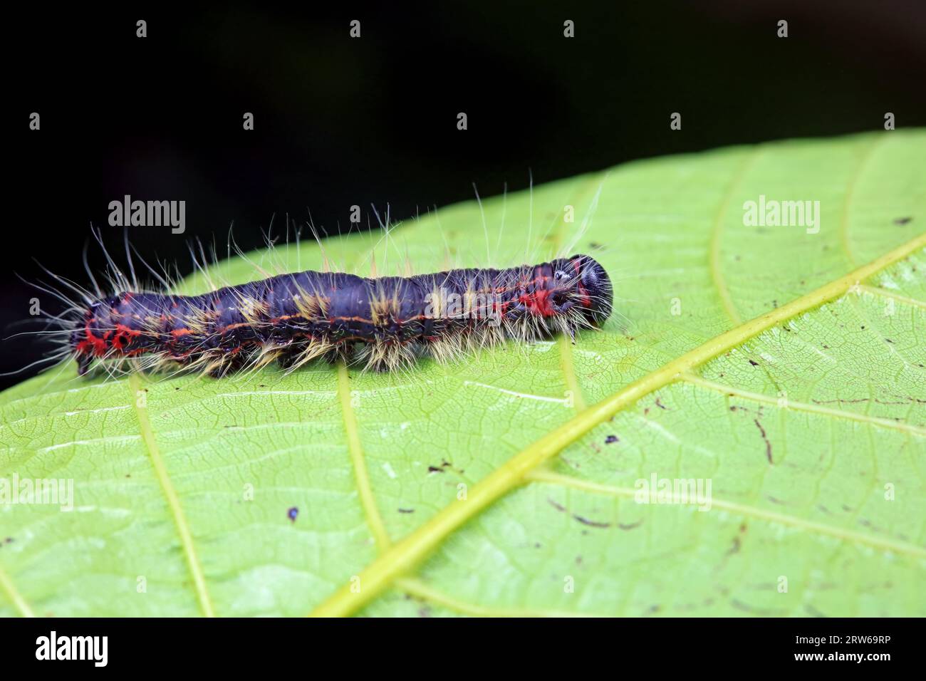 Lepidoptera larvae in the wild, North China Stock Photo - Alamy