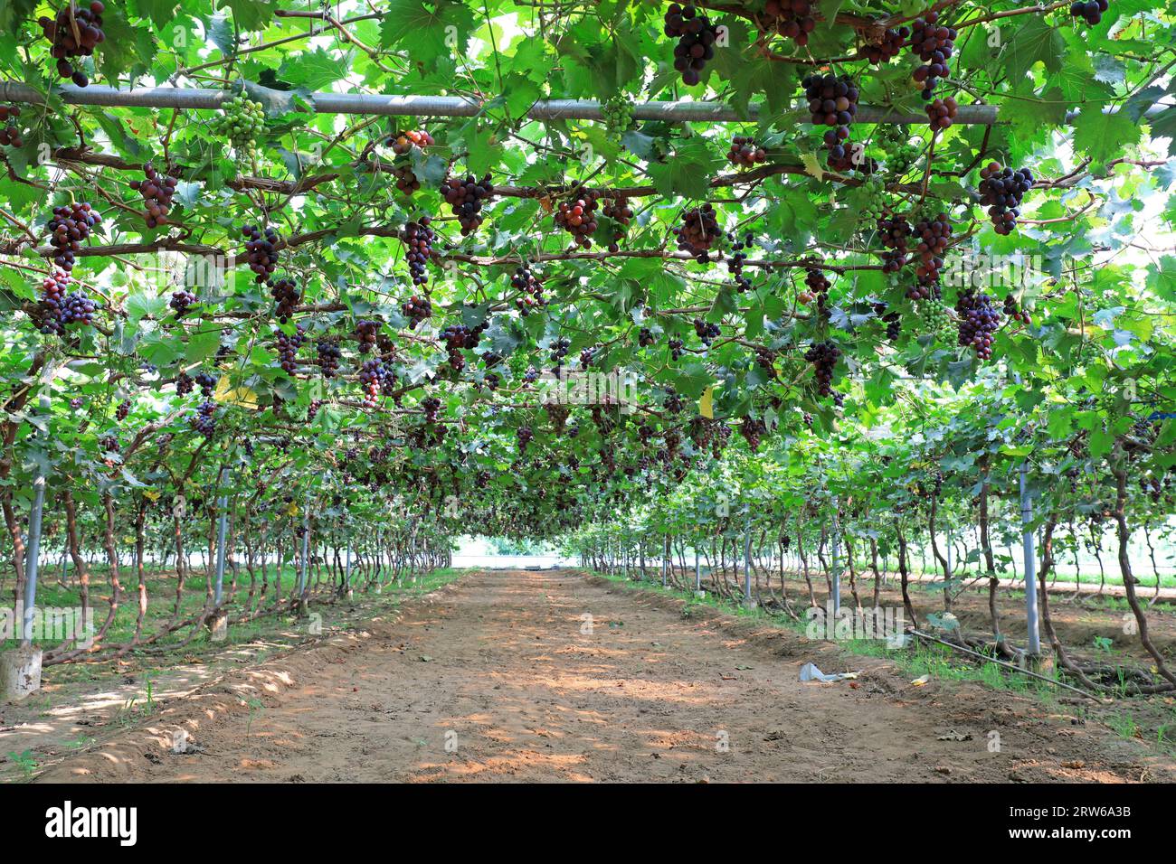 Vineyard nursery hi-res stock photography and images - Alamy