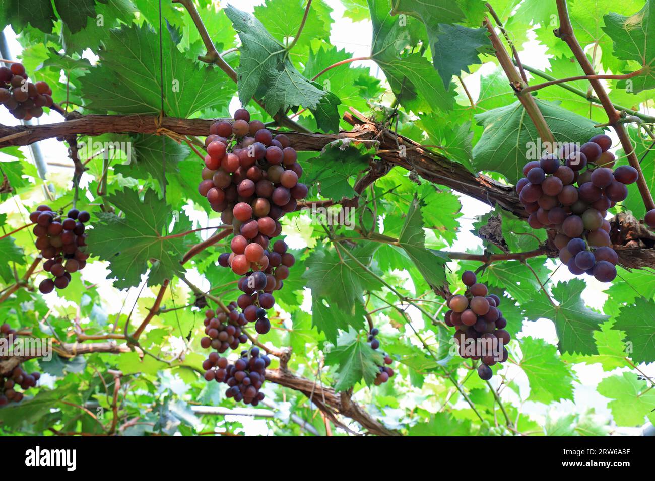 Vineyard scenery in a farm, North China Stock Photo - Alamy
