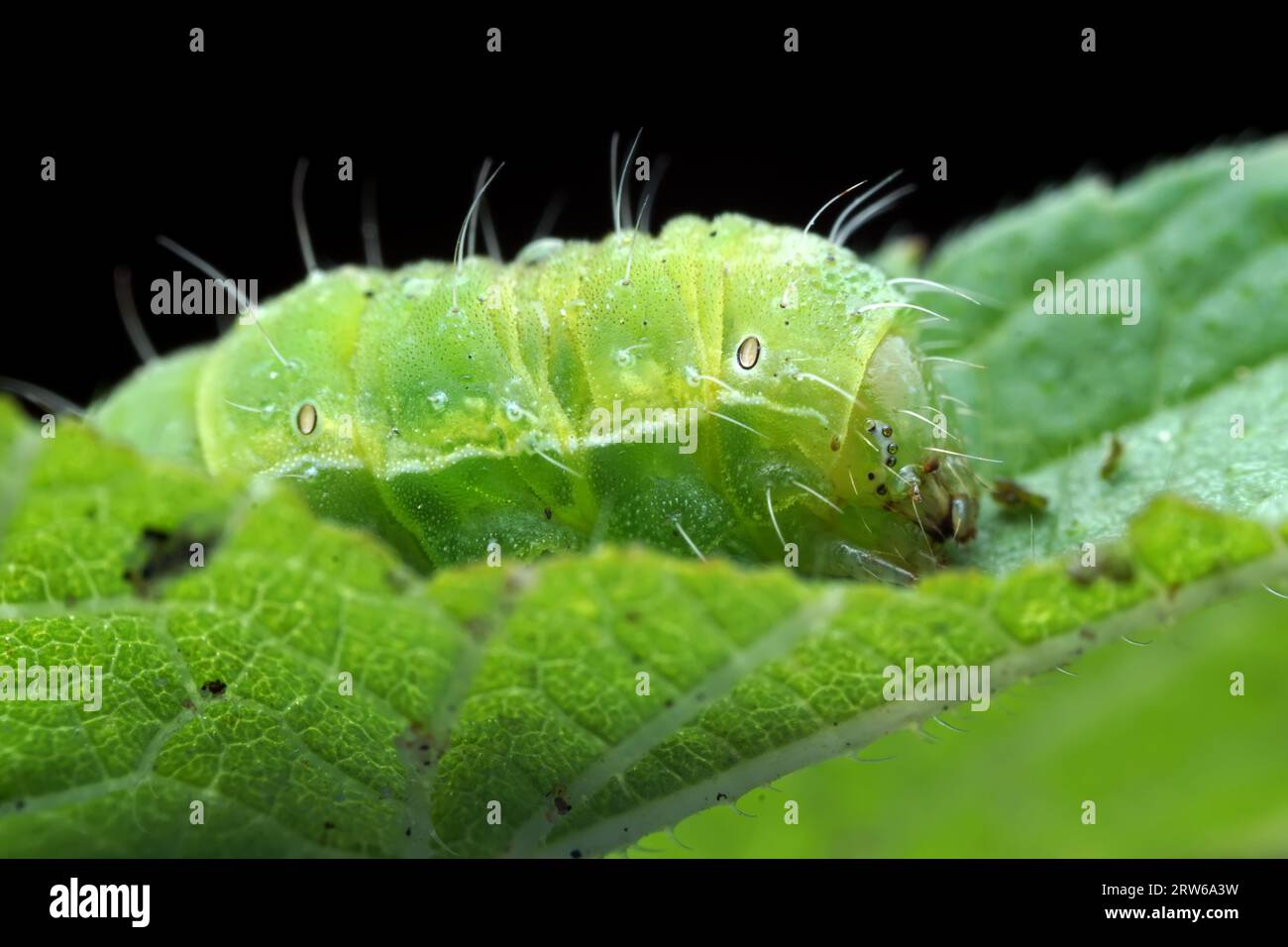 Lepidoptera larvae in the wild, North China Stock Photo - Alamy