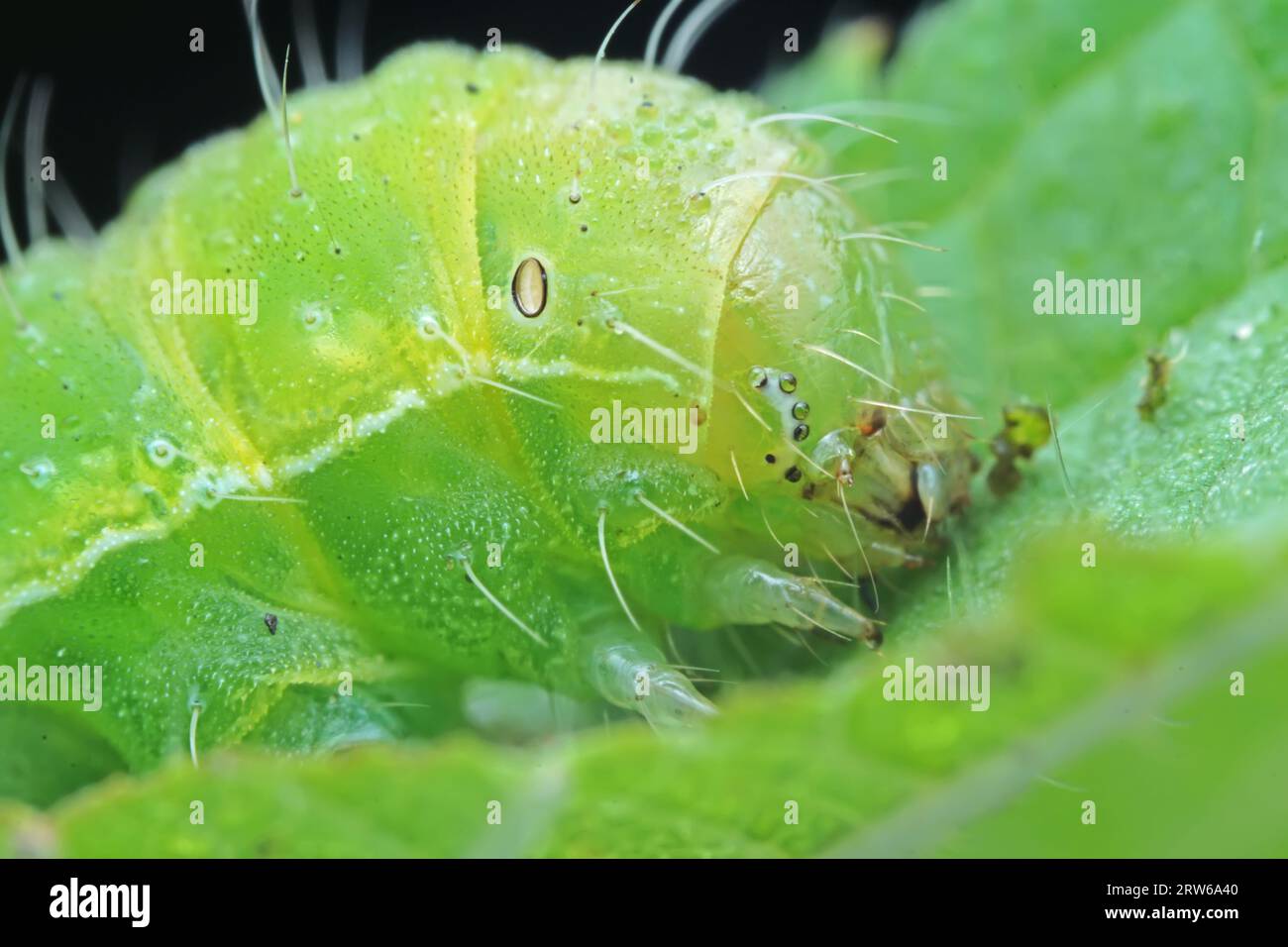 Lepidoptera larvae in the wild, North China Stock Photo - Alamy