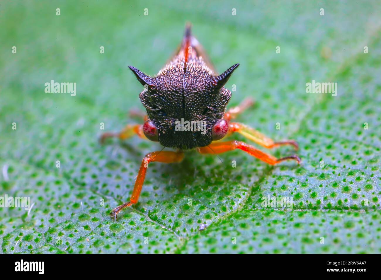 Leaf cicada on wild plants, North China Stock Photo - Alamy