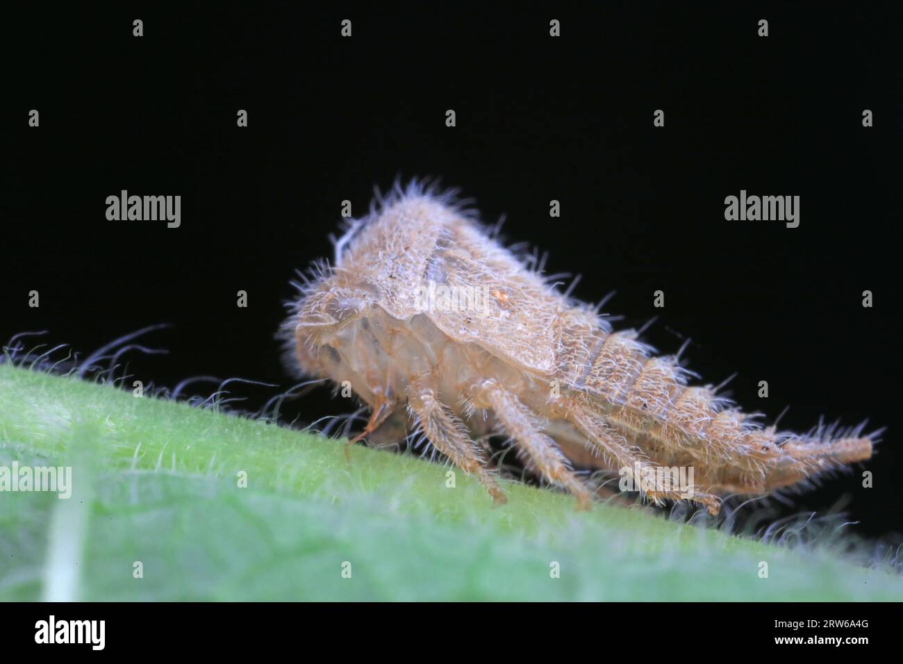 Leaf cicada on wild plants, North China Stock Photo - Alamy