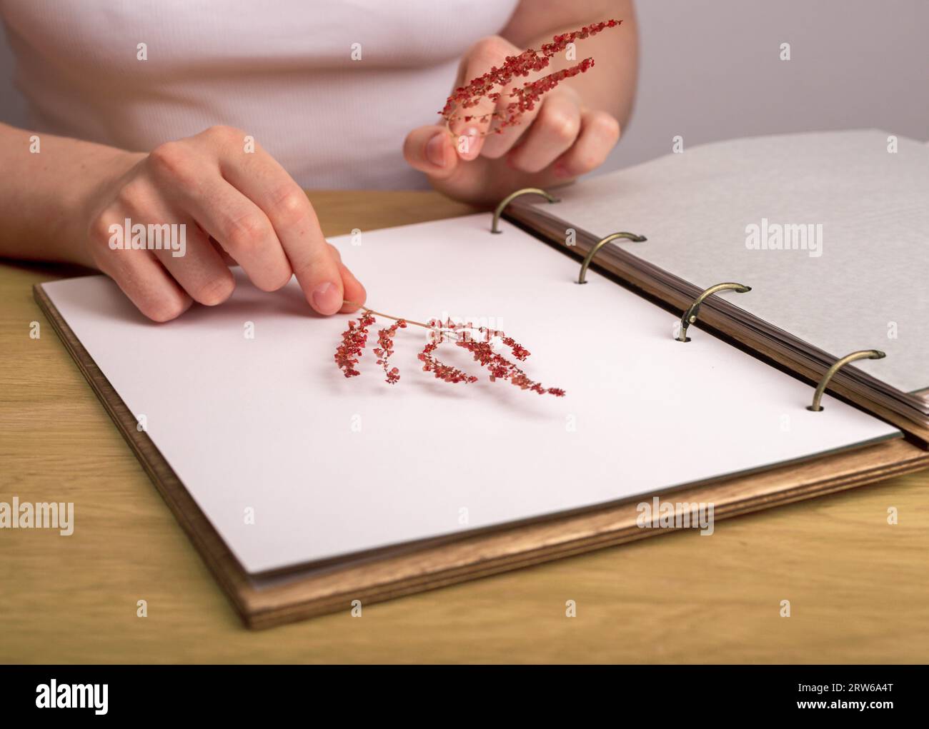 Hands taking dried pressed floral plants for herbarium book Stock Photo ...