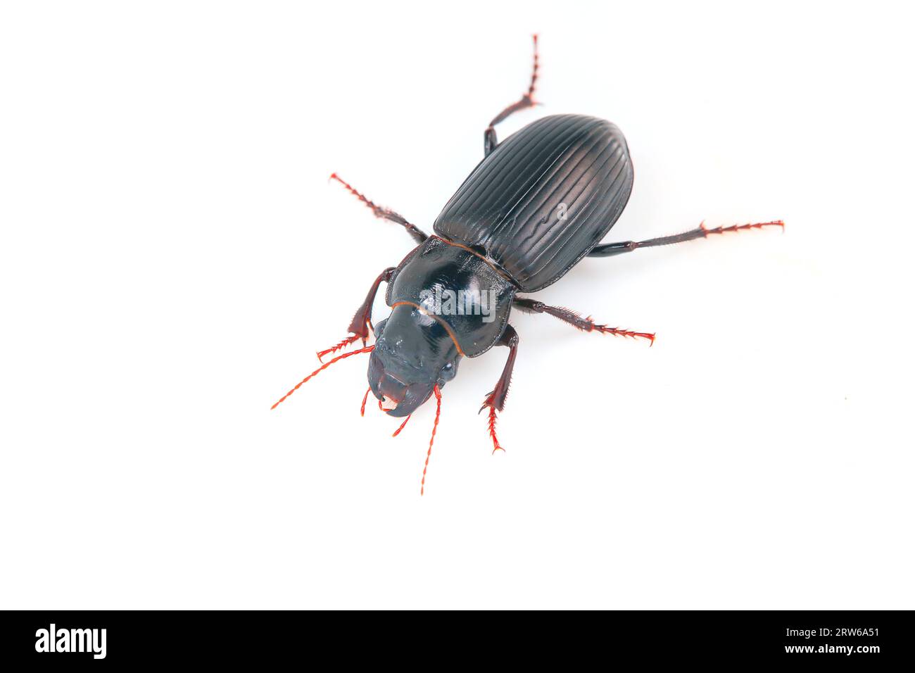 Carabidae insects in natural state, North China Stock Photo - Alamy