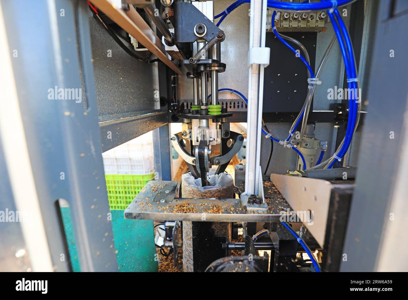 The machine automatically fills the plastic bag with edible fungus ...