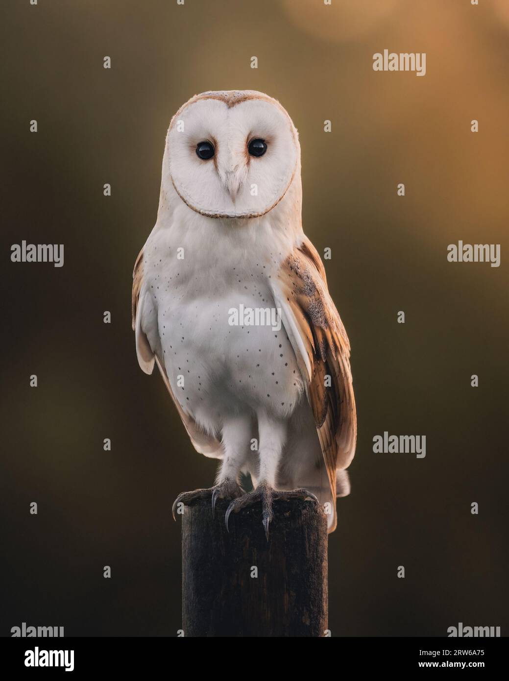 Barn owl (Tyto Alba) perching on a post on a late summers evening Stock ...