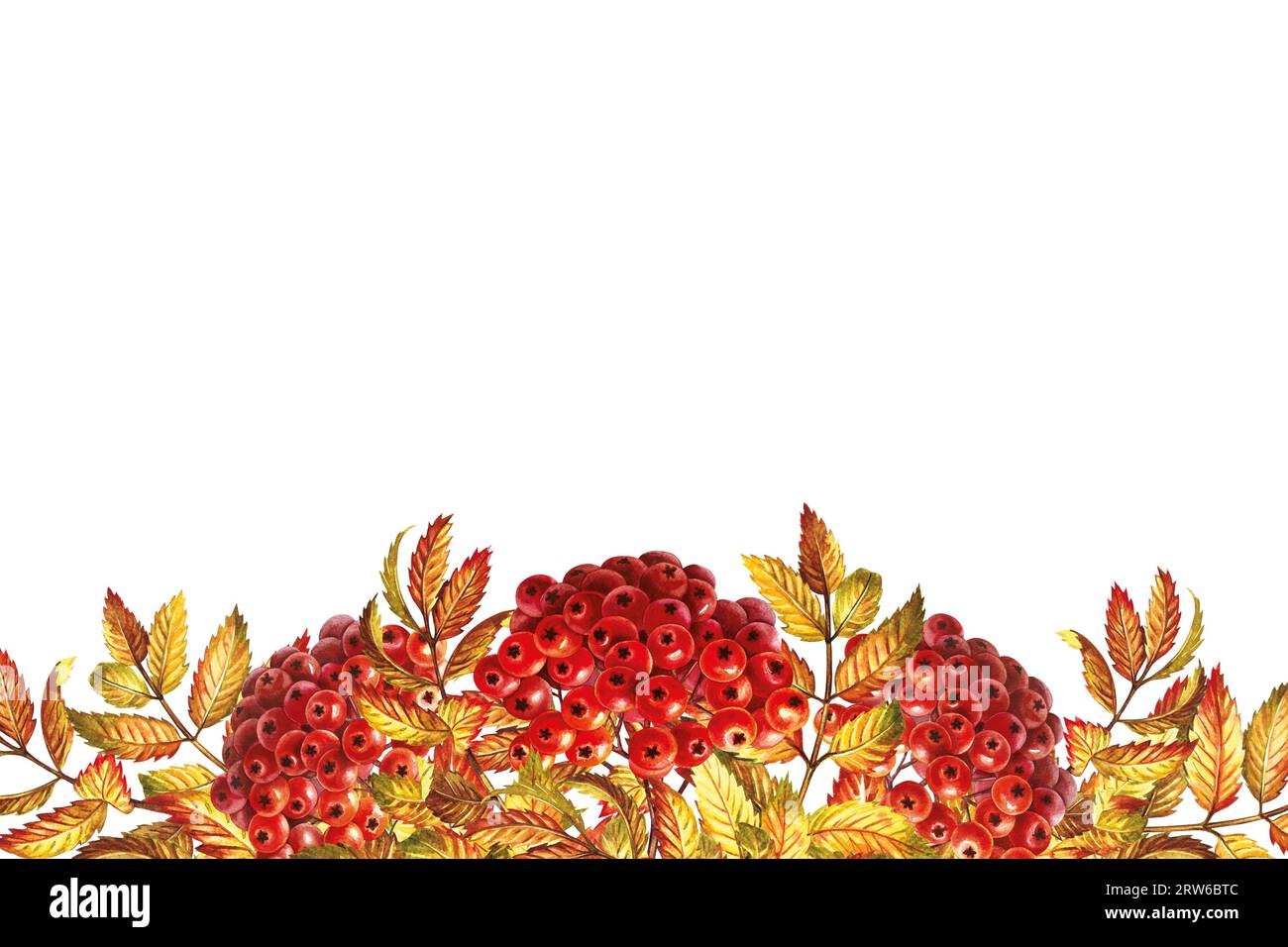 Autumn mountain ash, banner. The watercolor is hand-drawn. Artistic ...