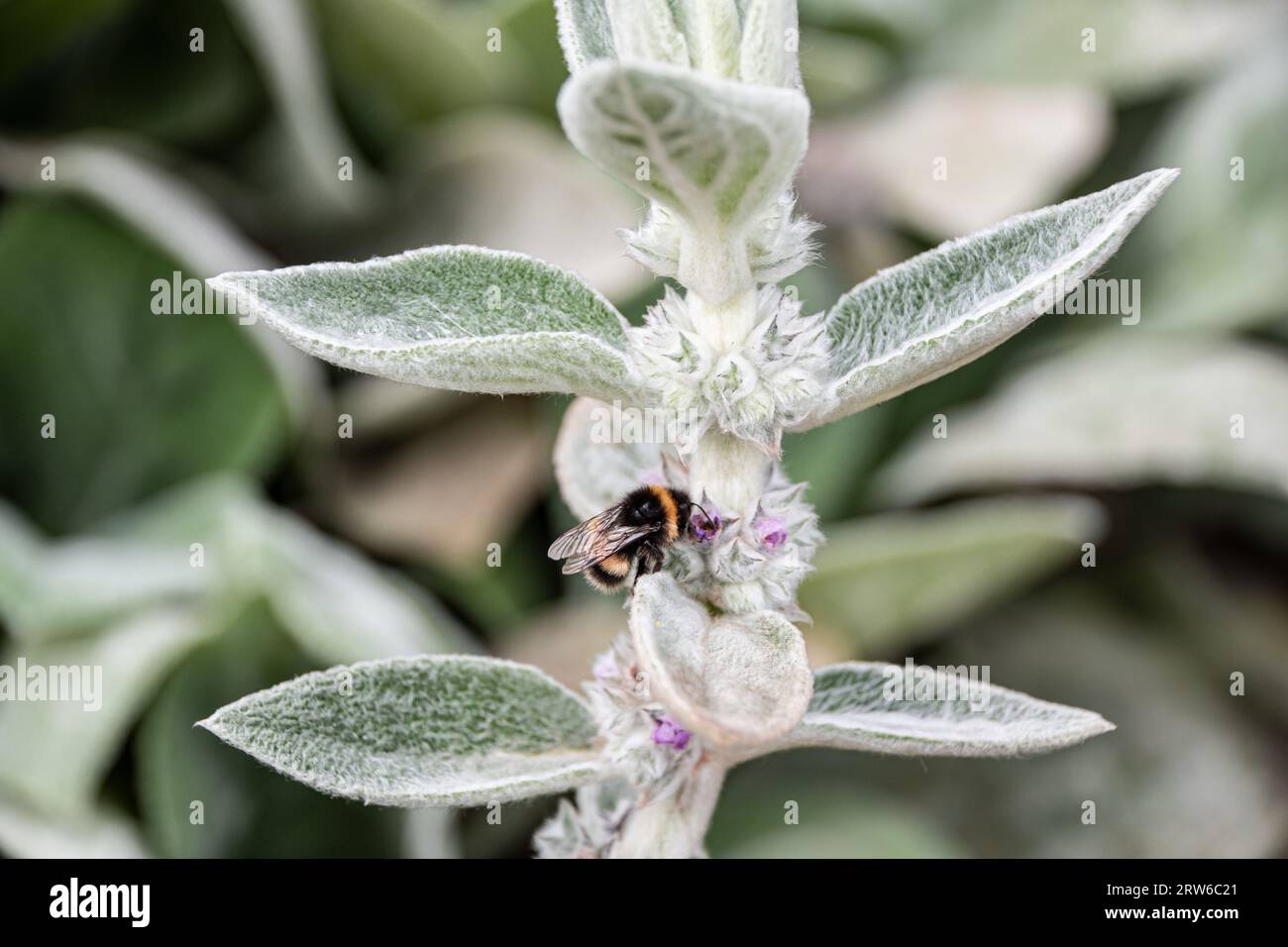 A bee on a lambs ear plant Stock Photo - Alamy